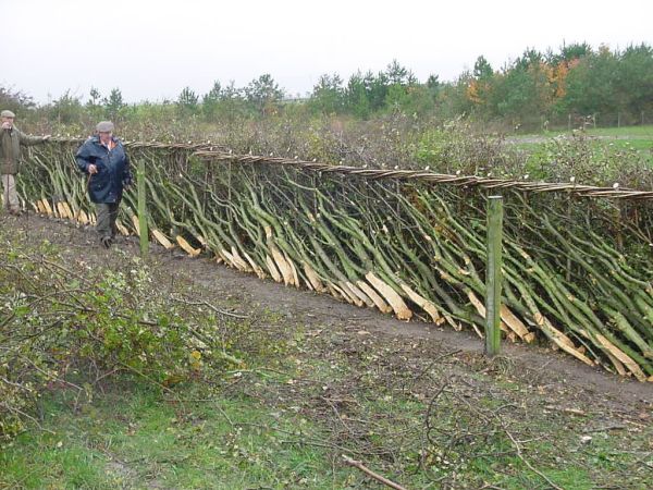 National Championships 2004 :: Paul Blissett Hedgelaying